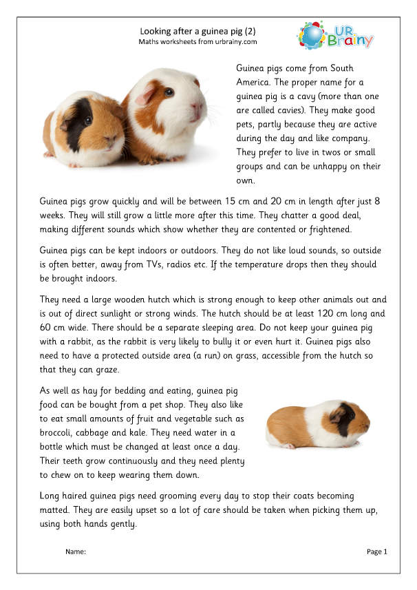 Guinea Pigs 2 - Looking After Pets by URBrainy.com